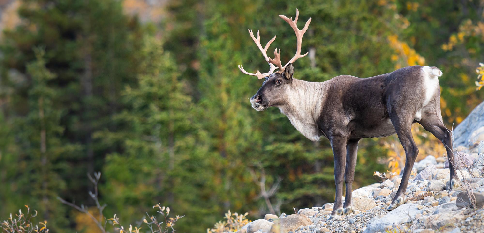 Caribou | Canadian Parks and Wilderness Society